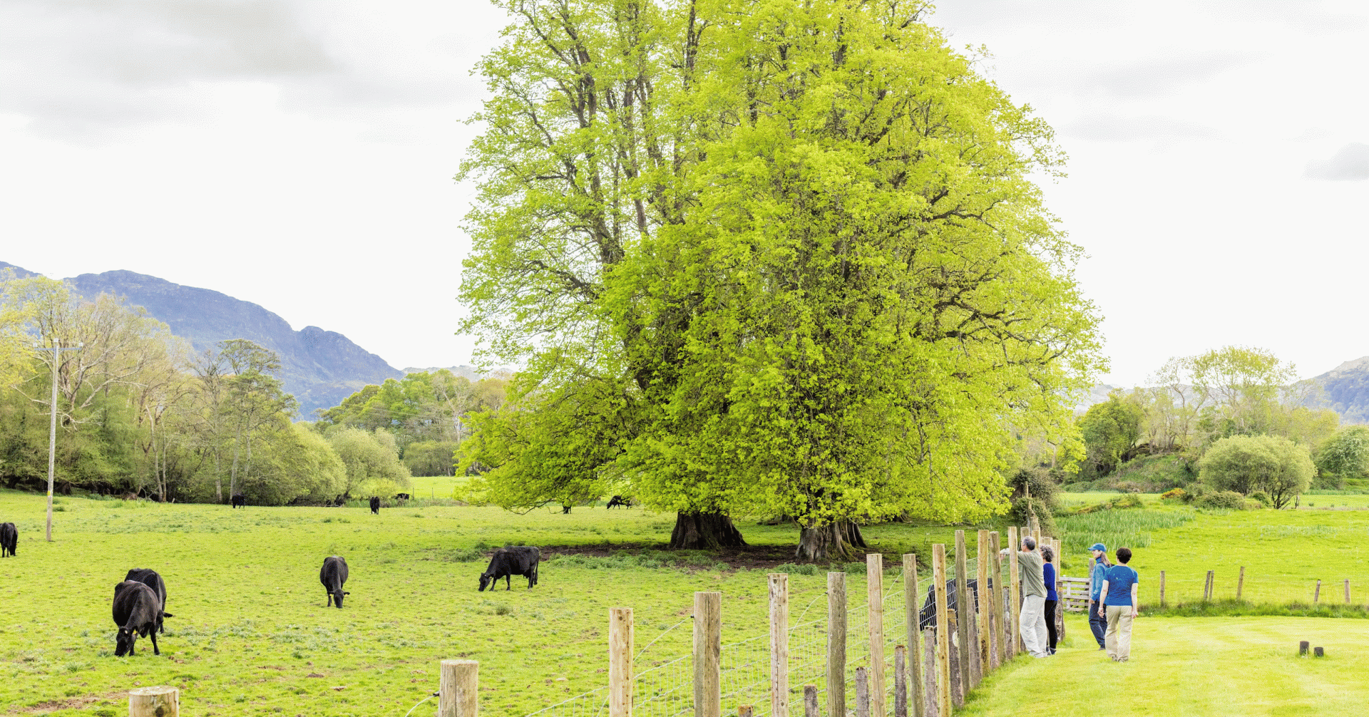 Home Page - Country Walkers